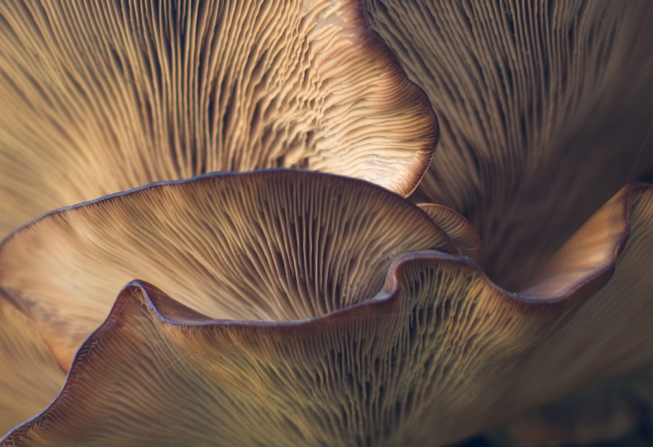 Nocturnal Rhythm Mask